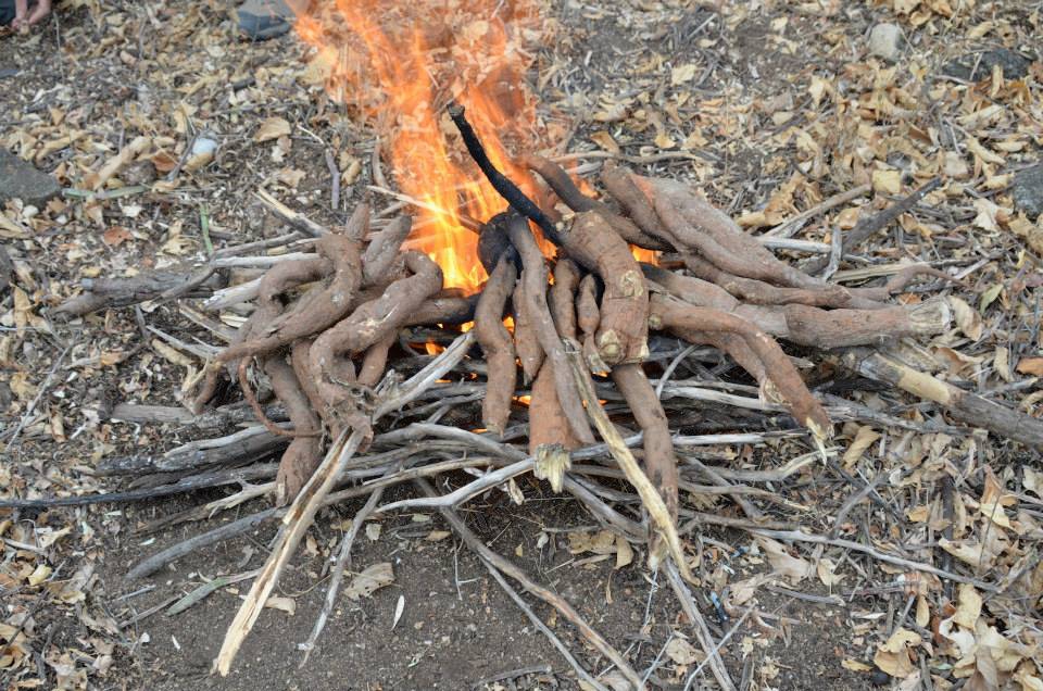Foraging and Cooking Wild Tubers | Center for Academic Research and ...